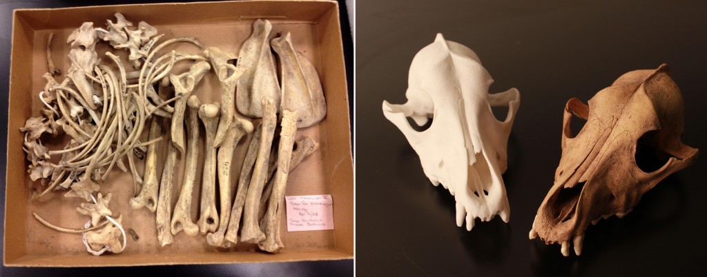 The Value of Legacies: Revisiting Collections at Sustainable ...